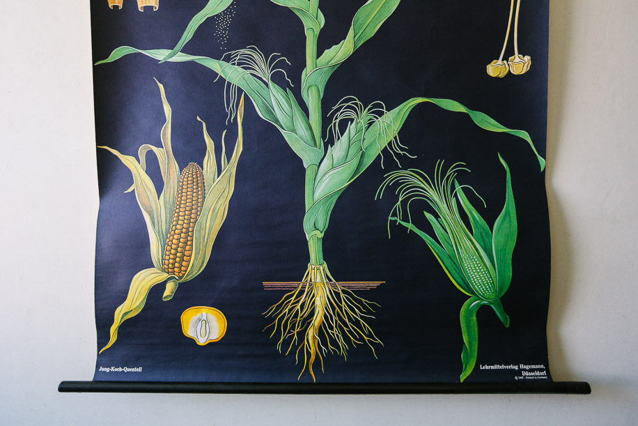 Original BOTANICAL Vintage German School Wall Chart SWEETCORN MAIZE ...