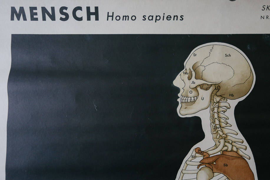 Original ANATOMICAL Vintage German School Wall Chart SKELETON Anatomy ...