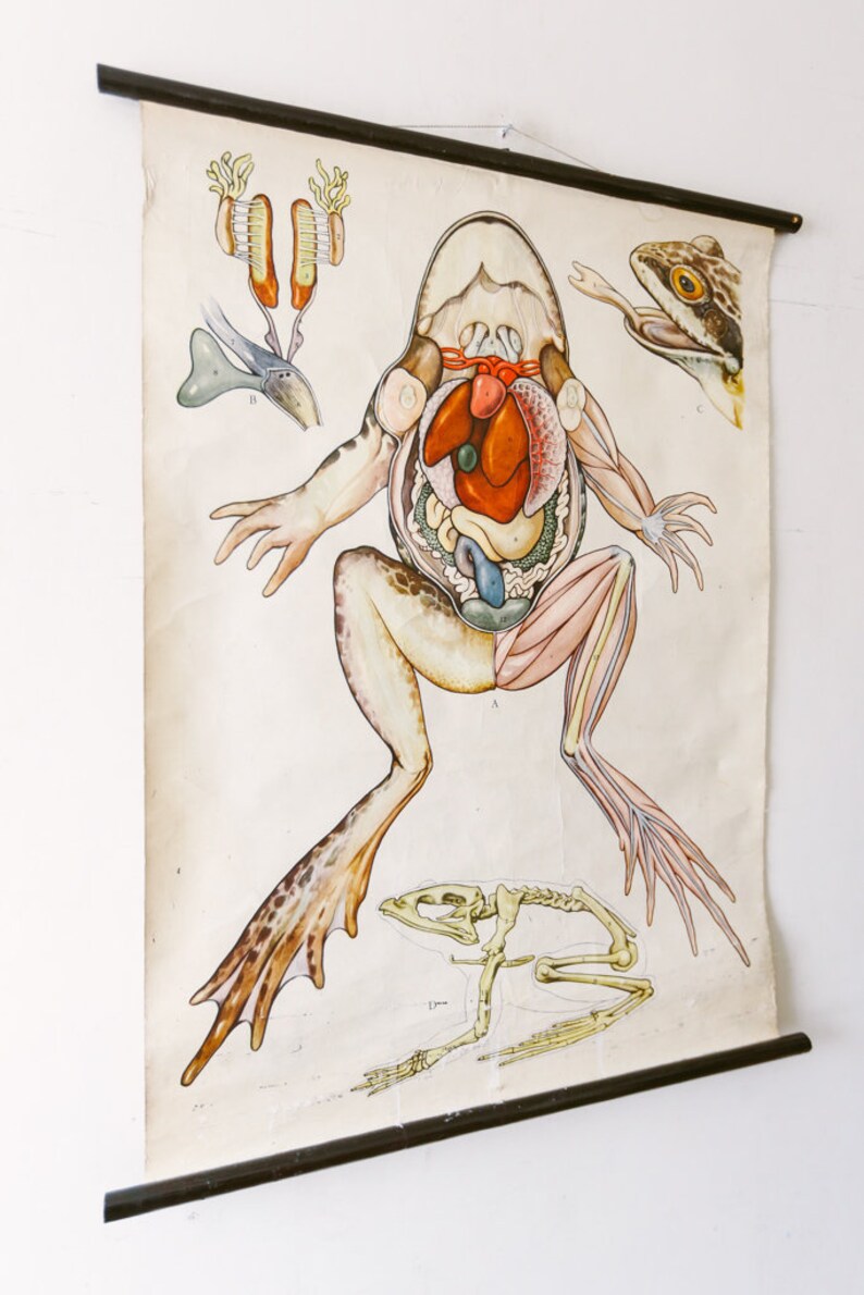 Original ZOOLOGICAL Vintage German School Wall Chart FROG - Etsy