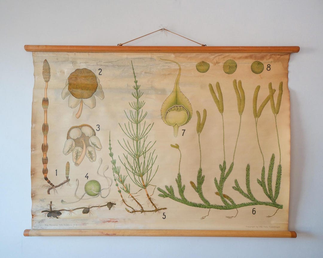 Original BOTANICAL Vintage Mid Century Danish School Wall Chart Plant ...