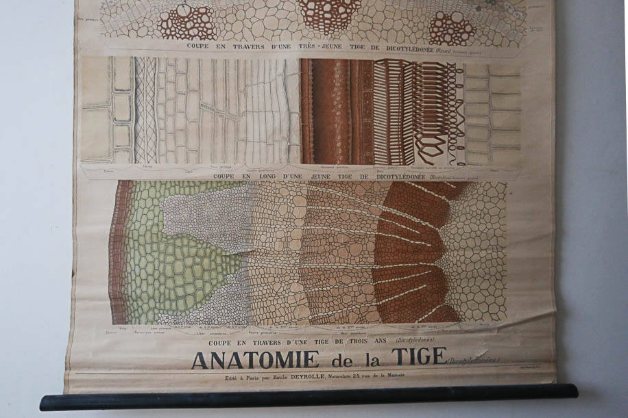 Late 19th Century Original BOTANICAL Vintage French School Wall Chart ...