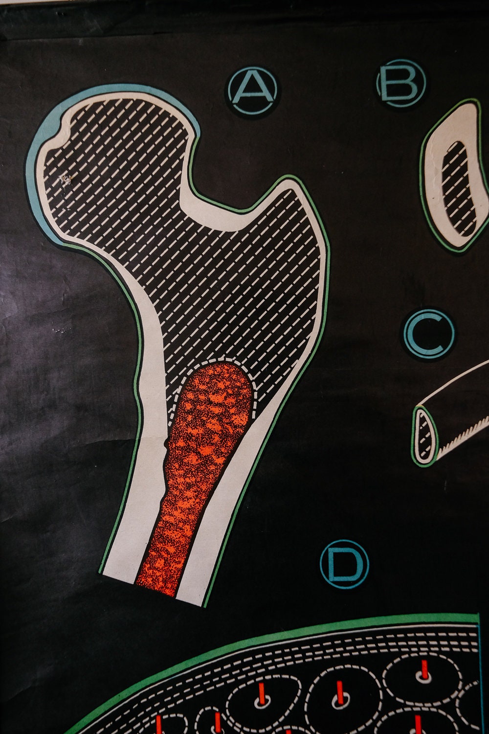 Original ANATOMICAL Vintage French School Chalk Wall Chart BONE TISSUE ...