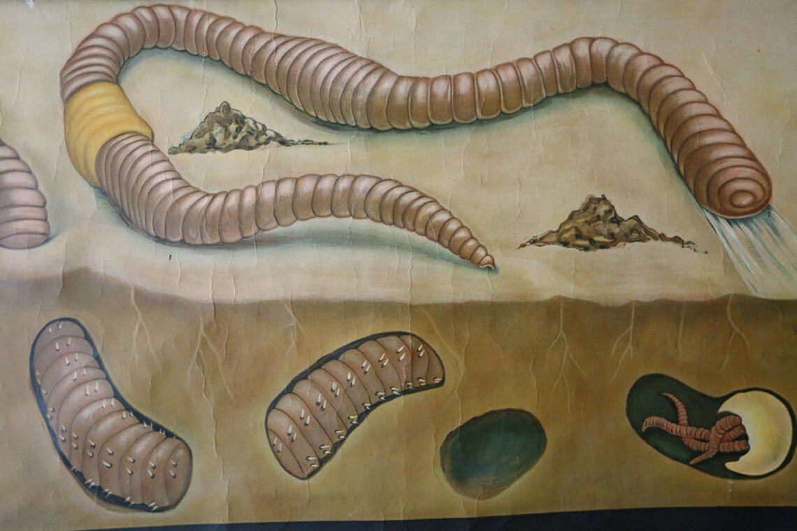 Original ZOOLOGICAL Vintage German School Wall Chart WORM EARTHWORM ...