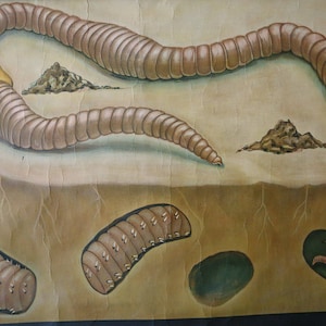 Original ZOOLOGICAL Vintage German School Wall Chart WORM EARTHWORM ...