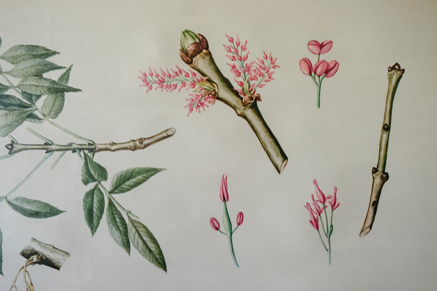 Original BOTANICAL Vintage German School Wall Chart ASH TREE Botany ...