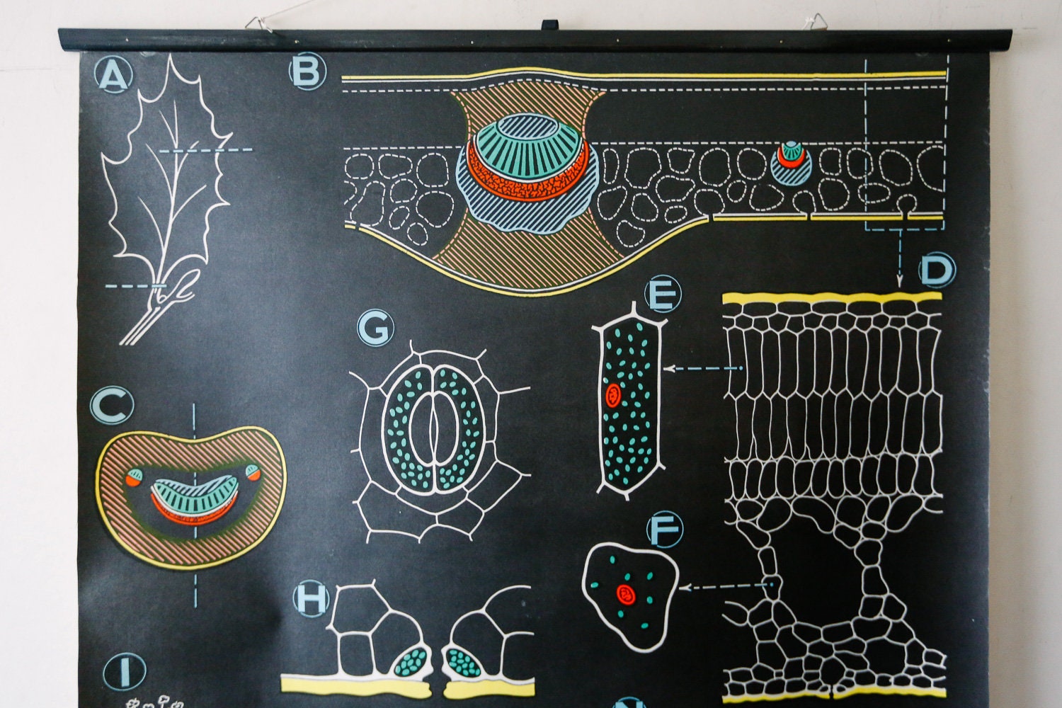 Original BOTANICAL Vintage French School Chalk Wall Chart LEAF Plant ...