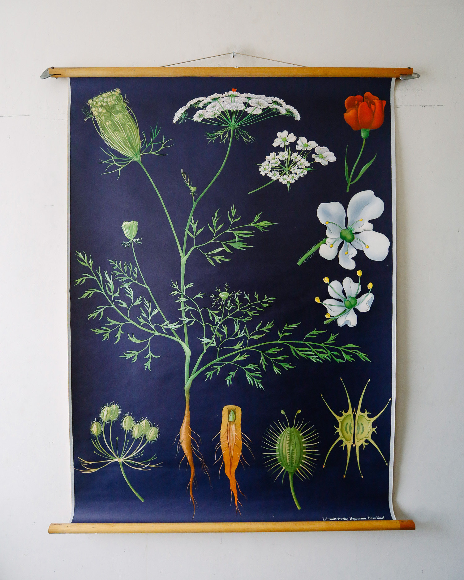Original BOTANICAL Vintage German School Wall Chart CARROT Botany ...