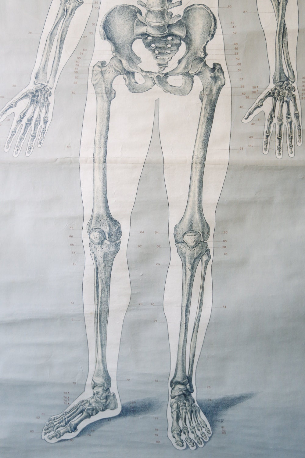 Original ANATOMICAL Vintage German Educational School Wall Chart Human ...