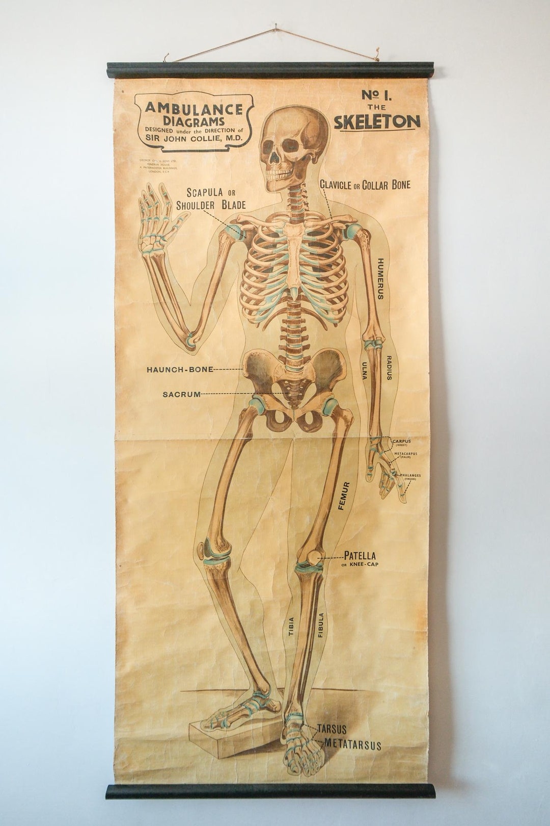 Original ANATOMICAL Vintage British Educational School Wall Chart Human ...