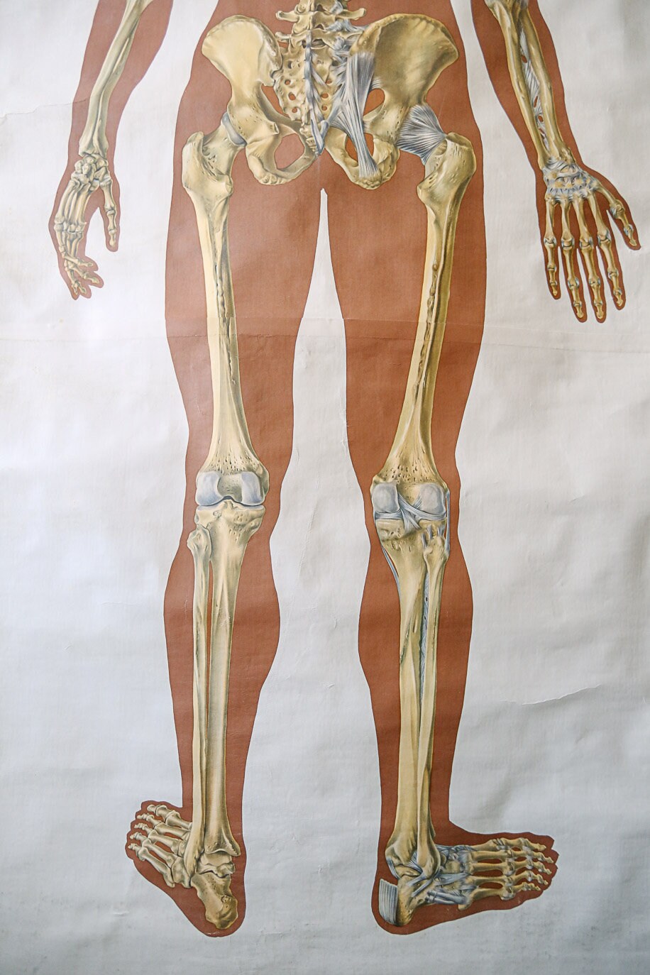 Original ANATOMICAL Vintage German Educational School Wall Chart Human ...