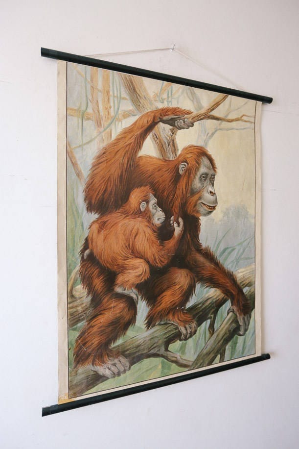 Original ZOOLOGICAL Vintage German School LITHOGRAPH Wall Chart ...