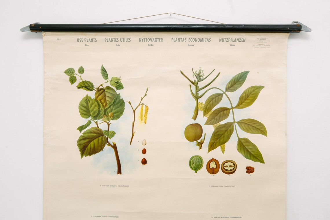 Original BOTANICAL Vintage Mid Century Swedish School Wall Chart PLANTS ...