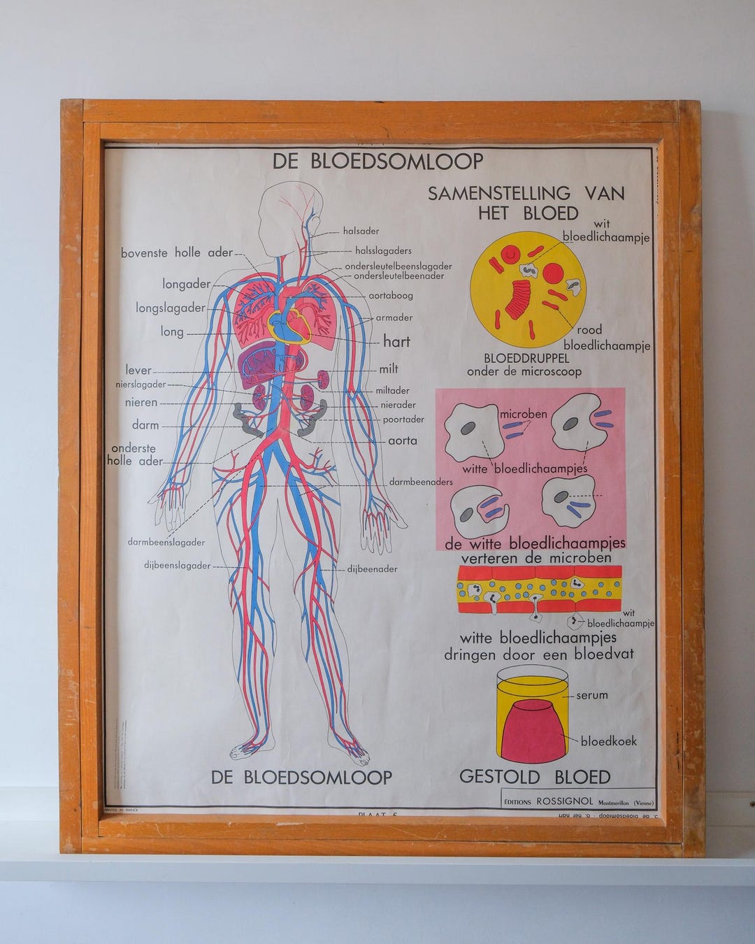 Original ANATOMICAL Vintage French School Print Human Anatomy ...