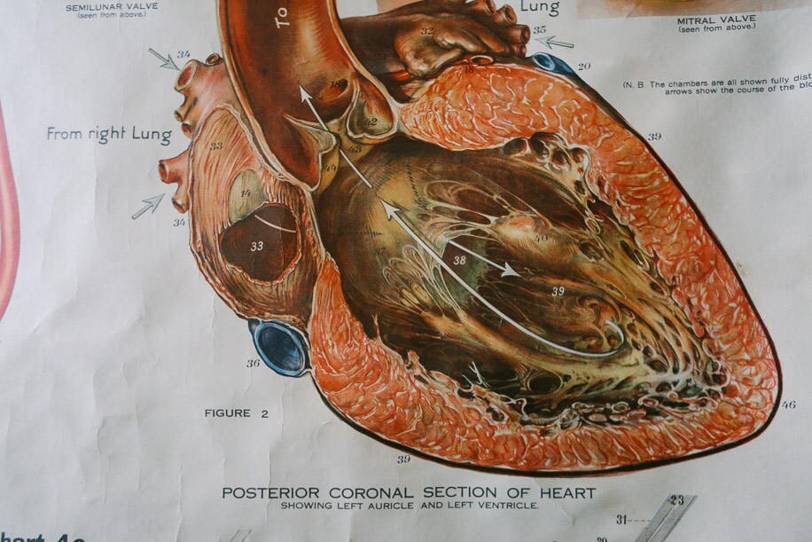 Original ANATOMICAL Vintage American Educational School Wall Chart ...