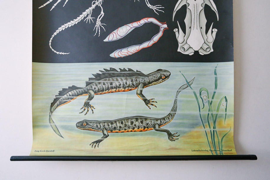 Original ZOOLOGICAL Vintage German School Wall Chart SALAMANDER 1963 ...