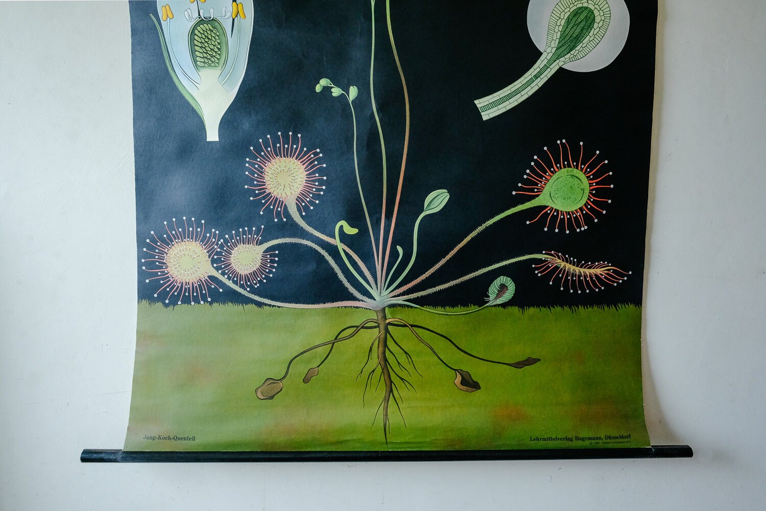 Original BOTANICAL Vintage German School Wall Chart DROSERA SUNDEW ...