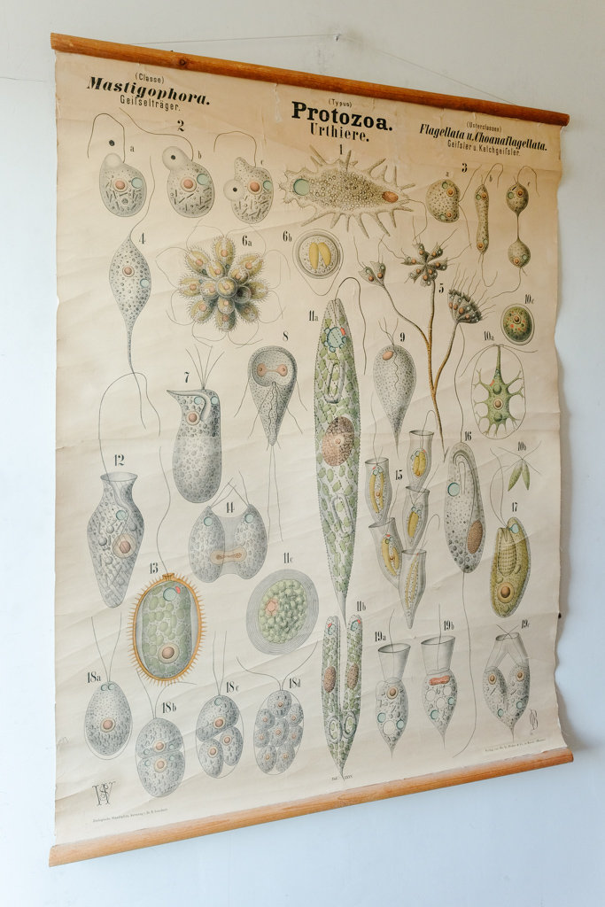 Original Antique Rudolf LEUCKART ZOOLOGICAL Vintage German School Wall ...