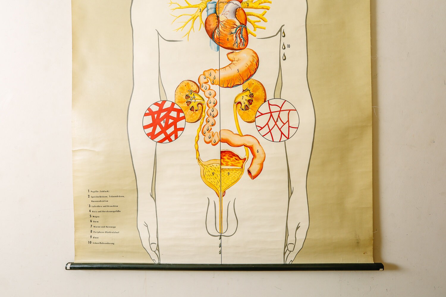 Original ANATOMICAL Mid Century Vintage German Educational - Etsy