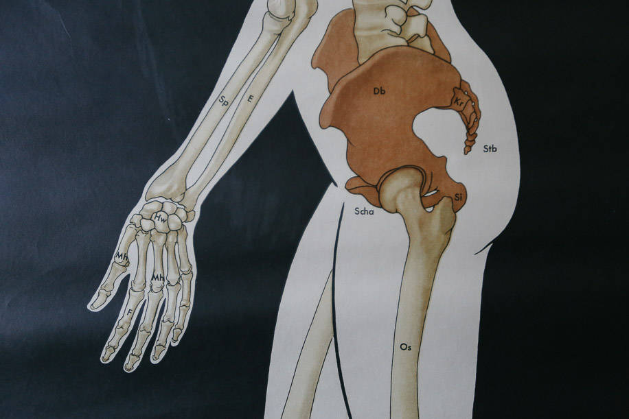 Original ANATOMICAL Vintage German School Wall Chart SKELETON Anatomy ...