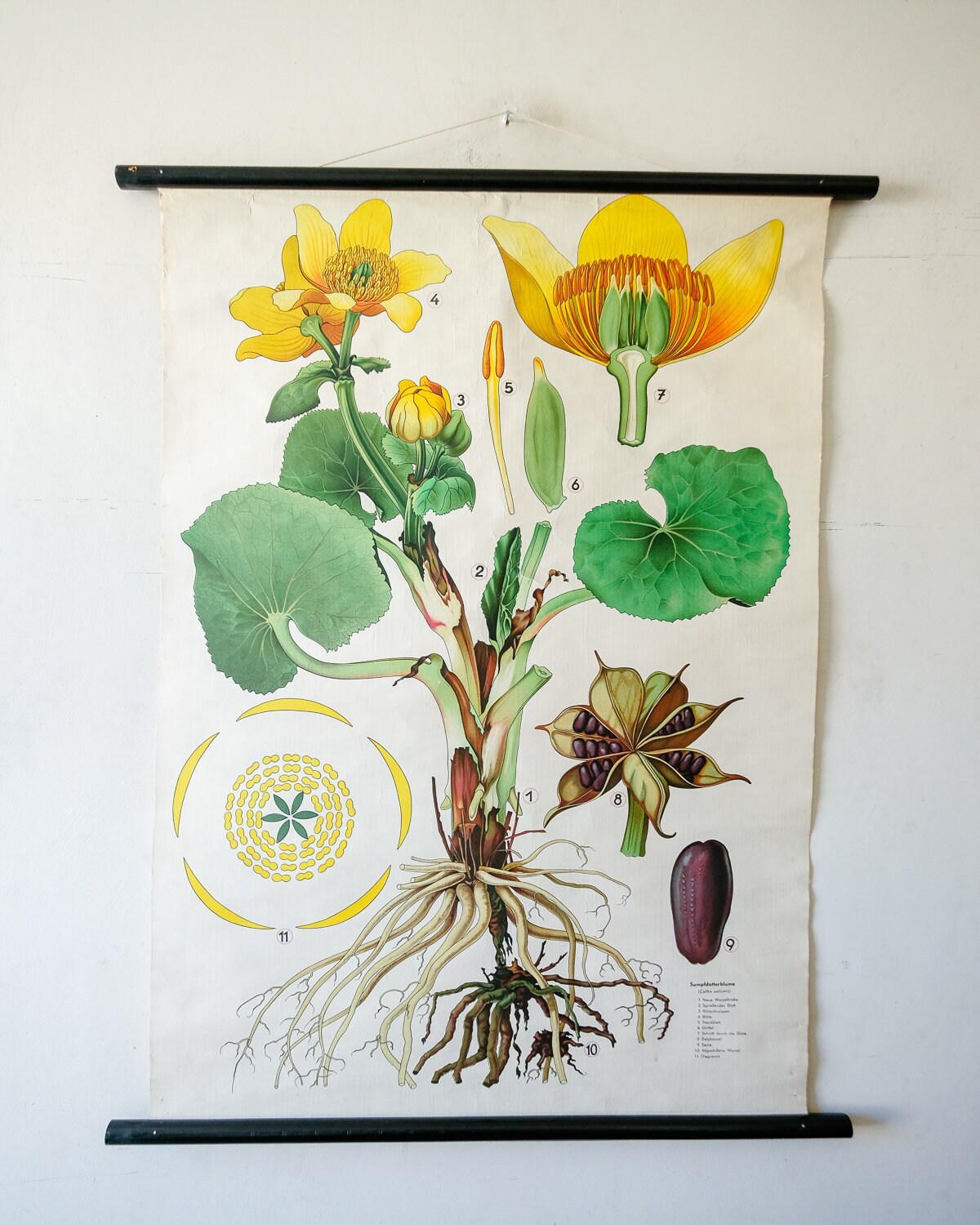 Original BOTANICAL Vintage German School Wall Chart MARSH MARIGOLD ...