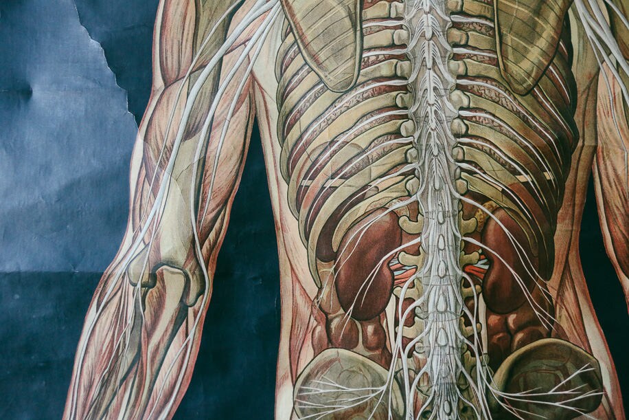 Original ANATOMICAL Vintage German Educational School Old Wall Chart ...