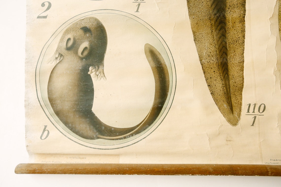 Original ZOOLOGICAL Vintage German School Wall Chart NEWT Amphibia ...
