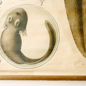 Original ZOOLOGICAL Vintage German School Wall Chart NEWT Amphibia ...