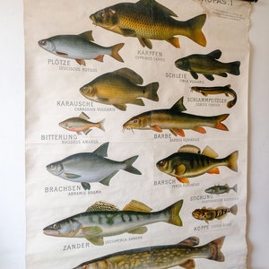 Huge Original ZOOLOGICAL Vintage German School Wall Chart European ...