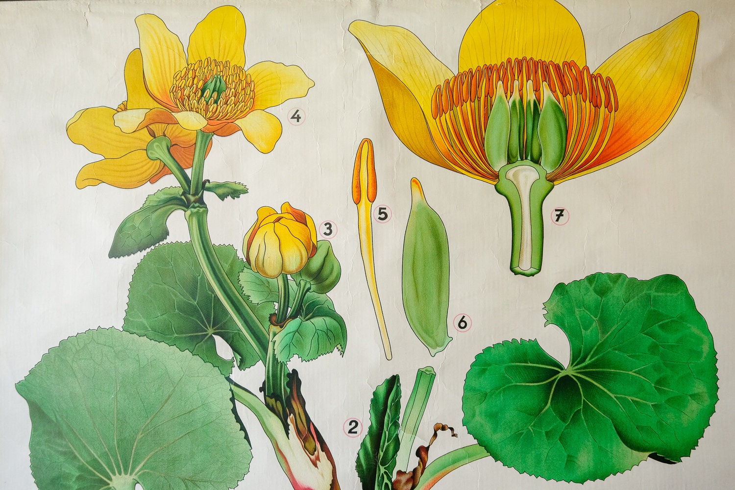 Original BOTANICAL Vintage German School Wall Chart MARSH MARIGOLD ...