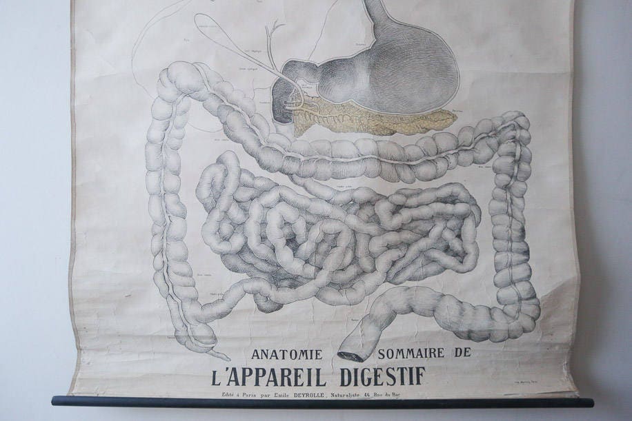 Original ANATOMICAL Vintage French School Chalk Wall Chart DIGESTIVE ...