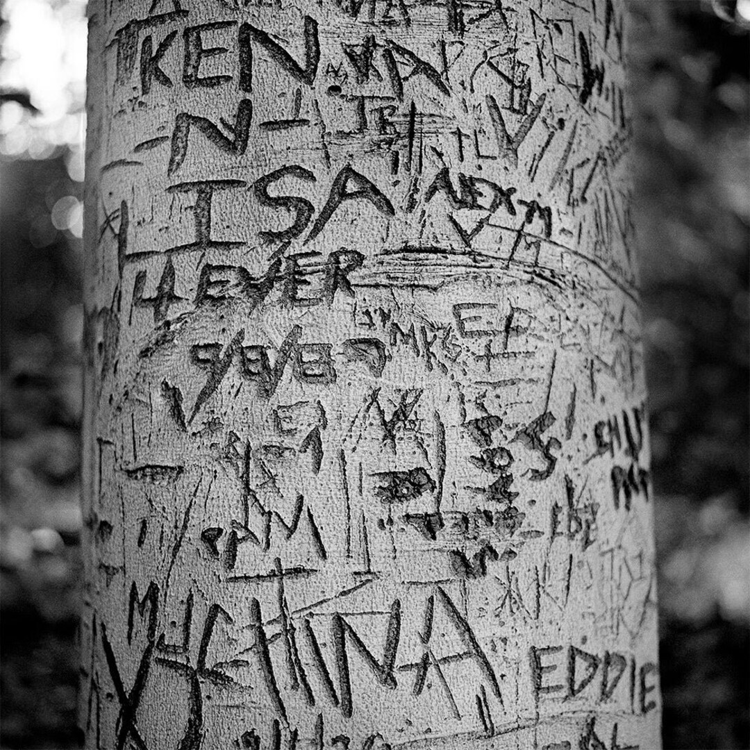 Tree Graffiti - Etsy