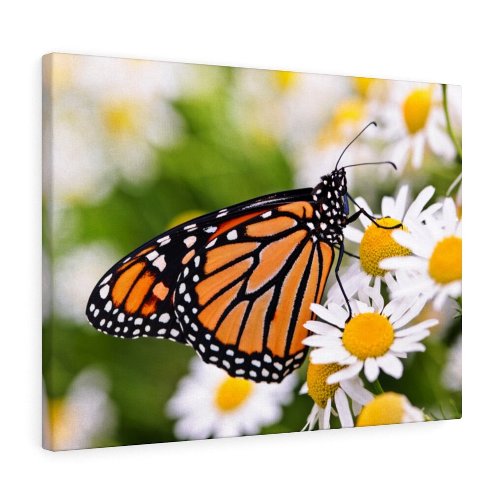 Butterfly Print Monarch Butterfly On Chamomile Flowers Canvas | Etsy