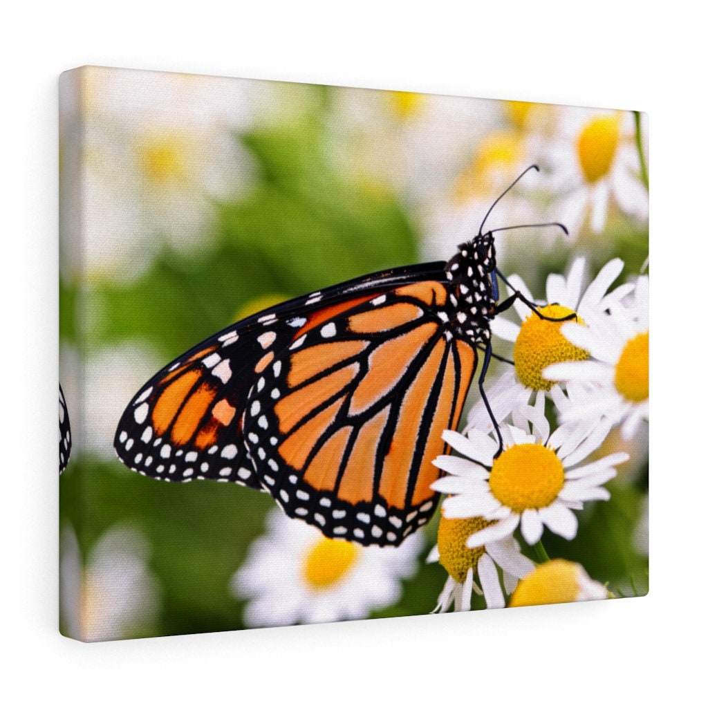 Butterfly Print Monarch Butterfly On Chamomile Flowers Canvas | Etsy