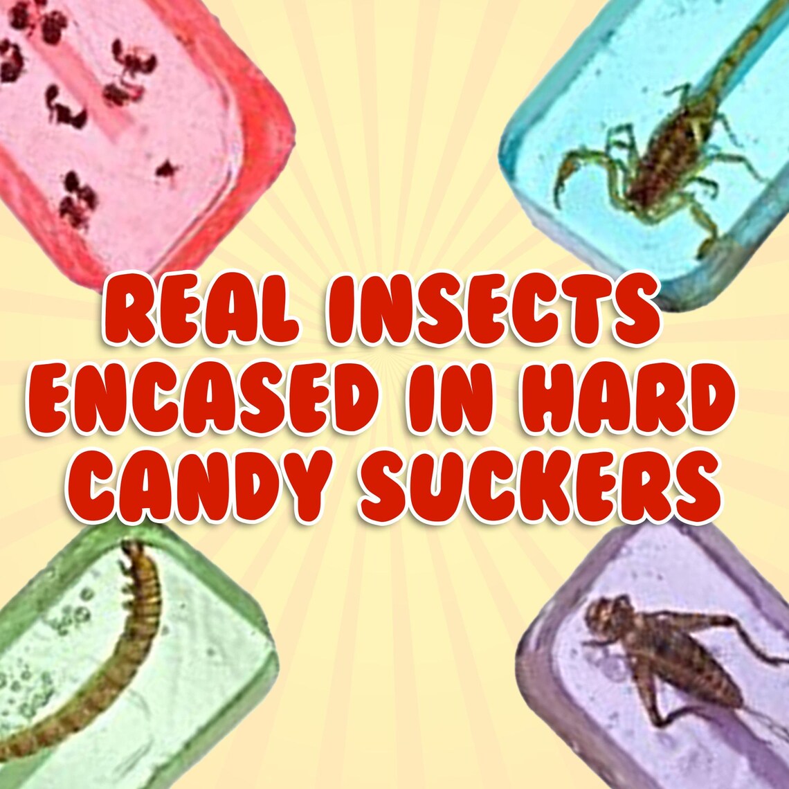 Hotlix Insect Lollipops, Edible Bug Candy, Weird Food Gift, 4 Pack - Etsy