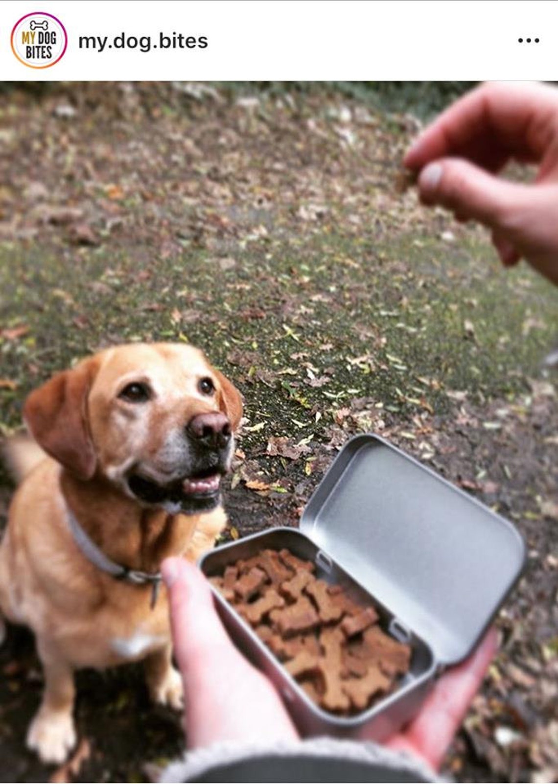 My Dog Bites-pocket Size TRAINING Treats Tin SHAKE ME! Chicken and Veg ...