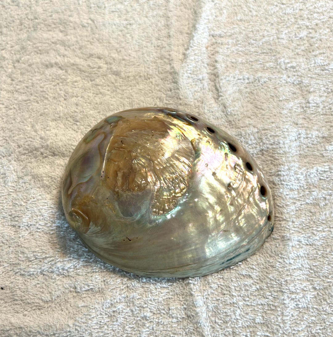 Vintage Abalone Shell, 5 Inch X 6 Inch, Beach Decor, Seashell, Ocean ...