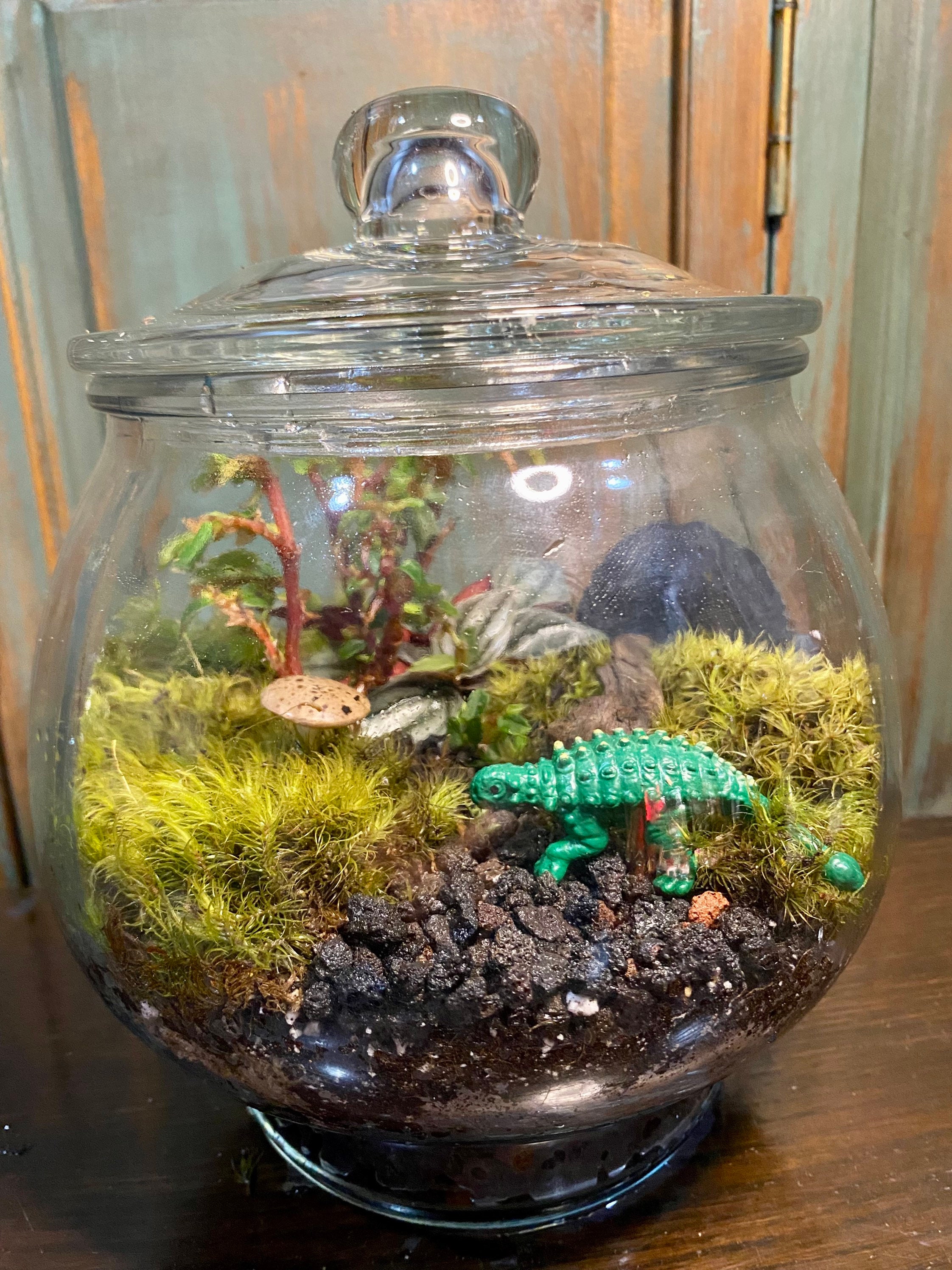 DIY Terrarium Kit - Etsy