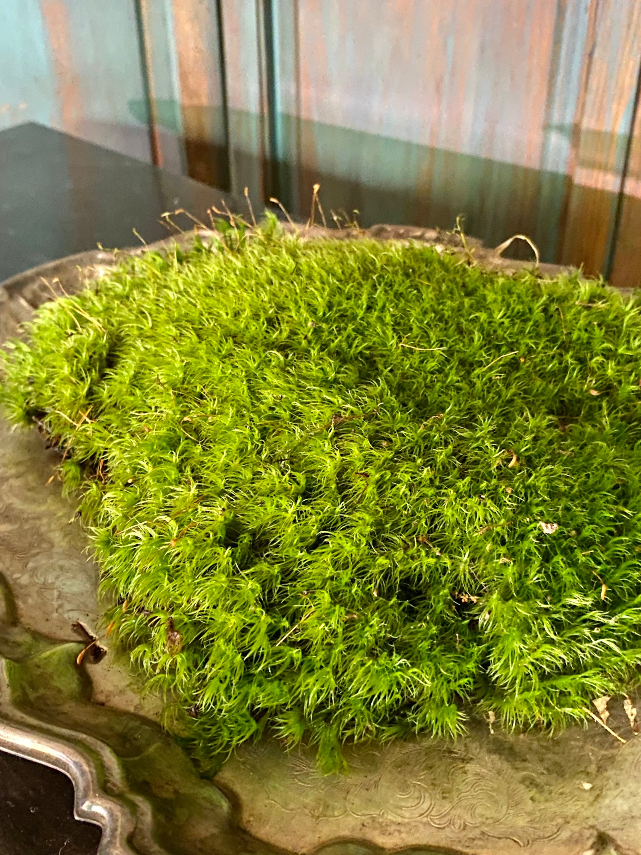 Live sheet moss for your terrariums | Etsy