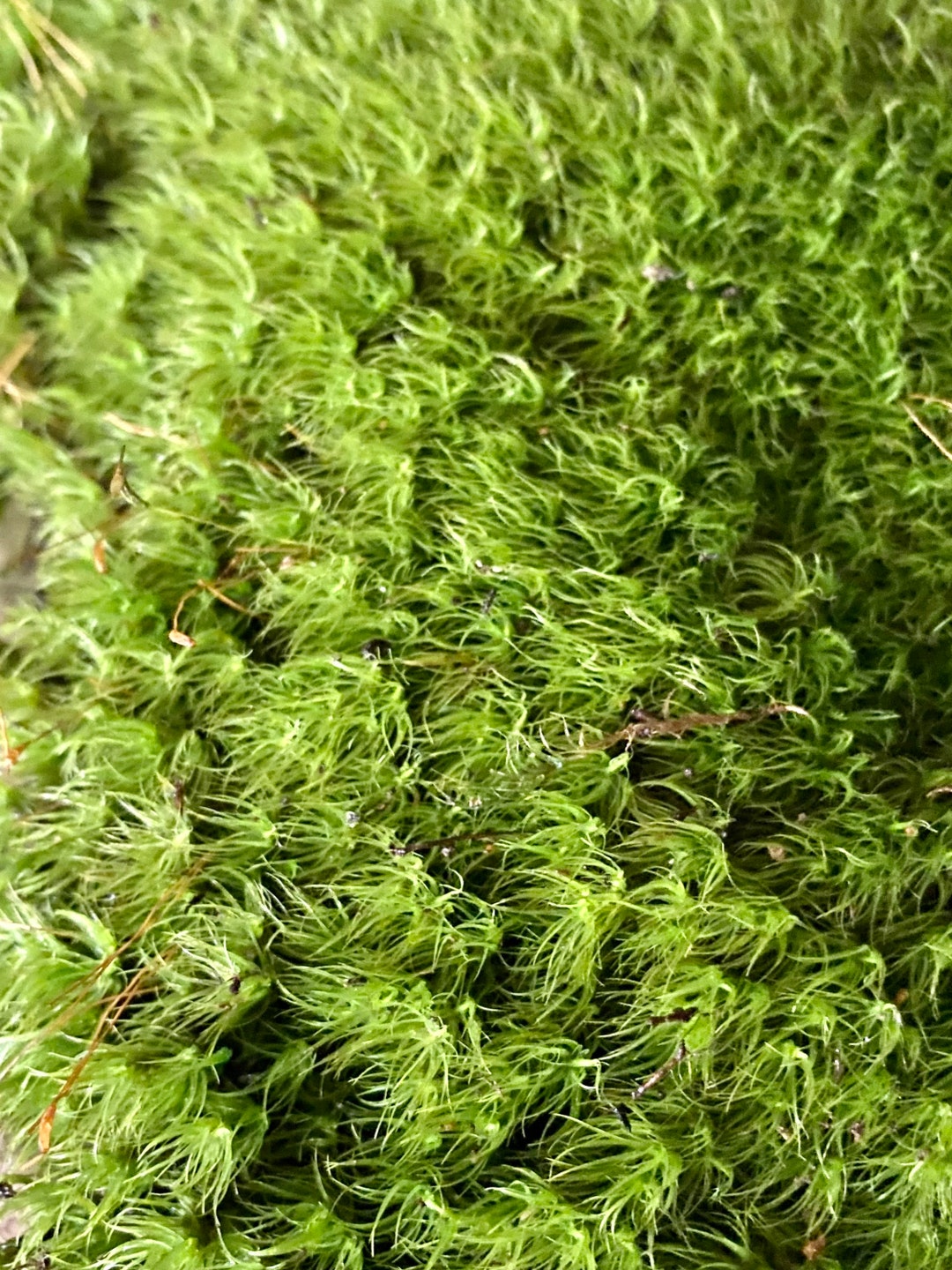 Live Sheet Moss for Your Terrariums - Etsy