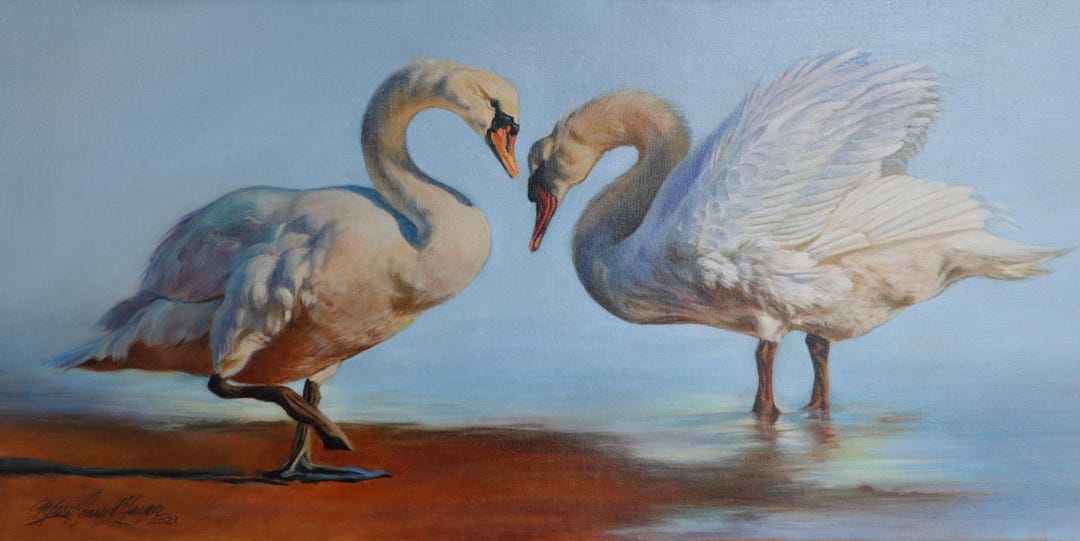 Life Partners Are What These Two Beautiful Swans Truly Are. My Original ...