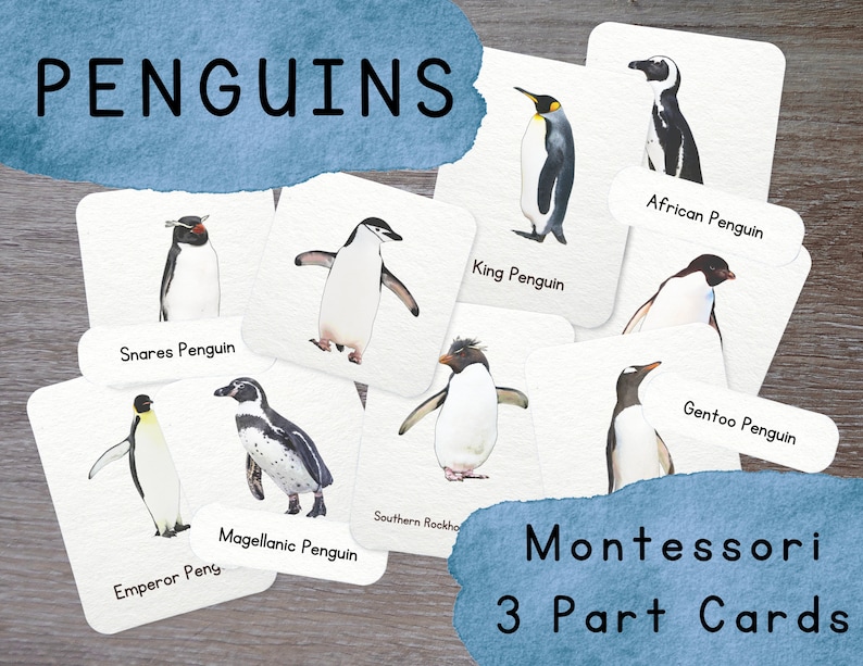 Penguin 3 Part Cards Digital Download- Homeschool Resource- Educational ...