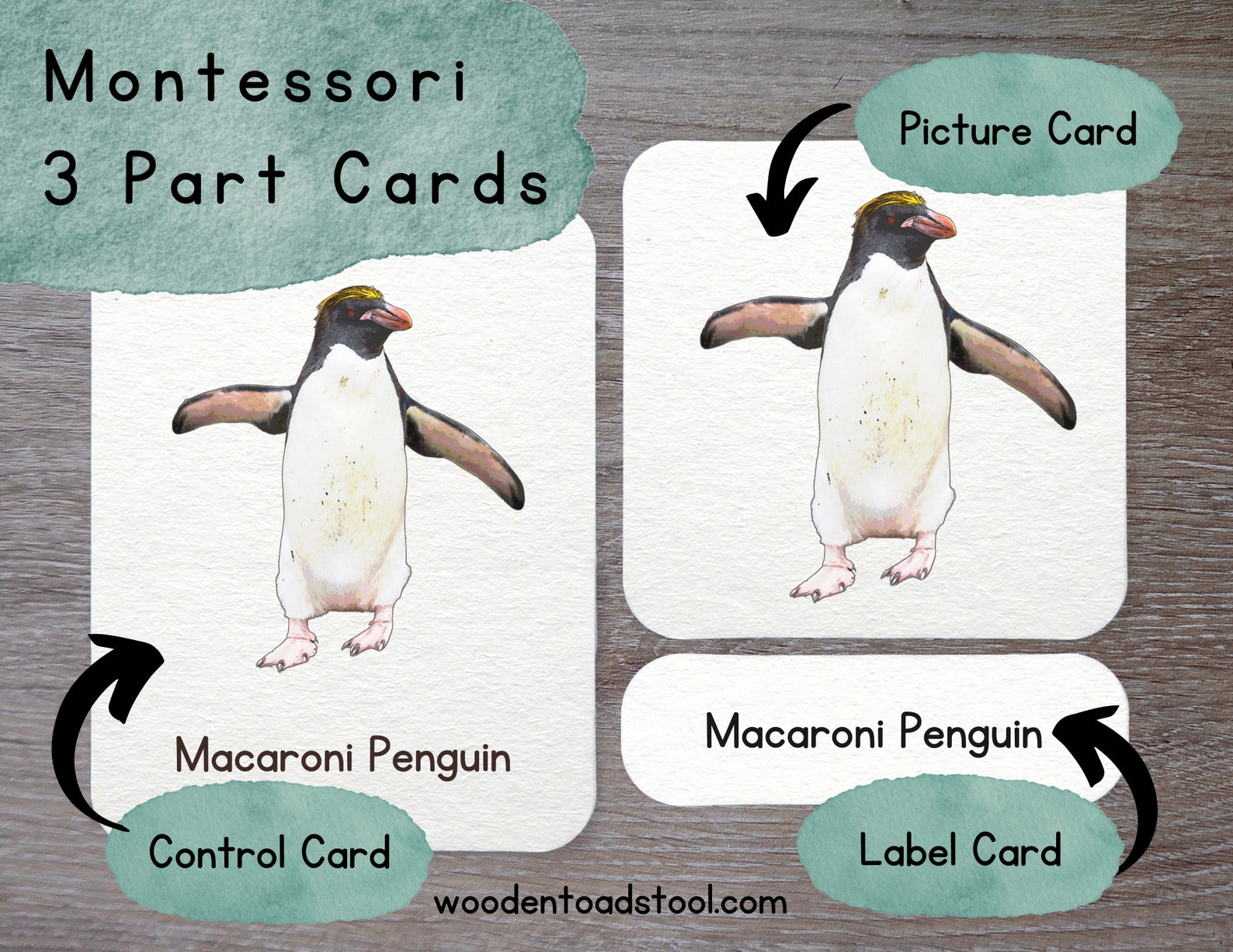 Penguin 3 Part Cards Digital Download- Homeschool Resource- Educational ...