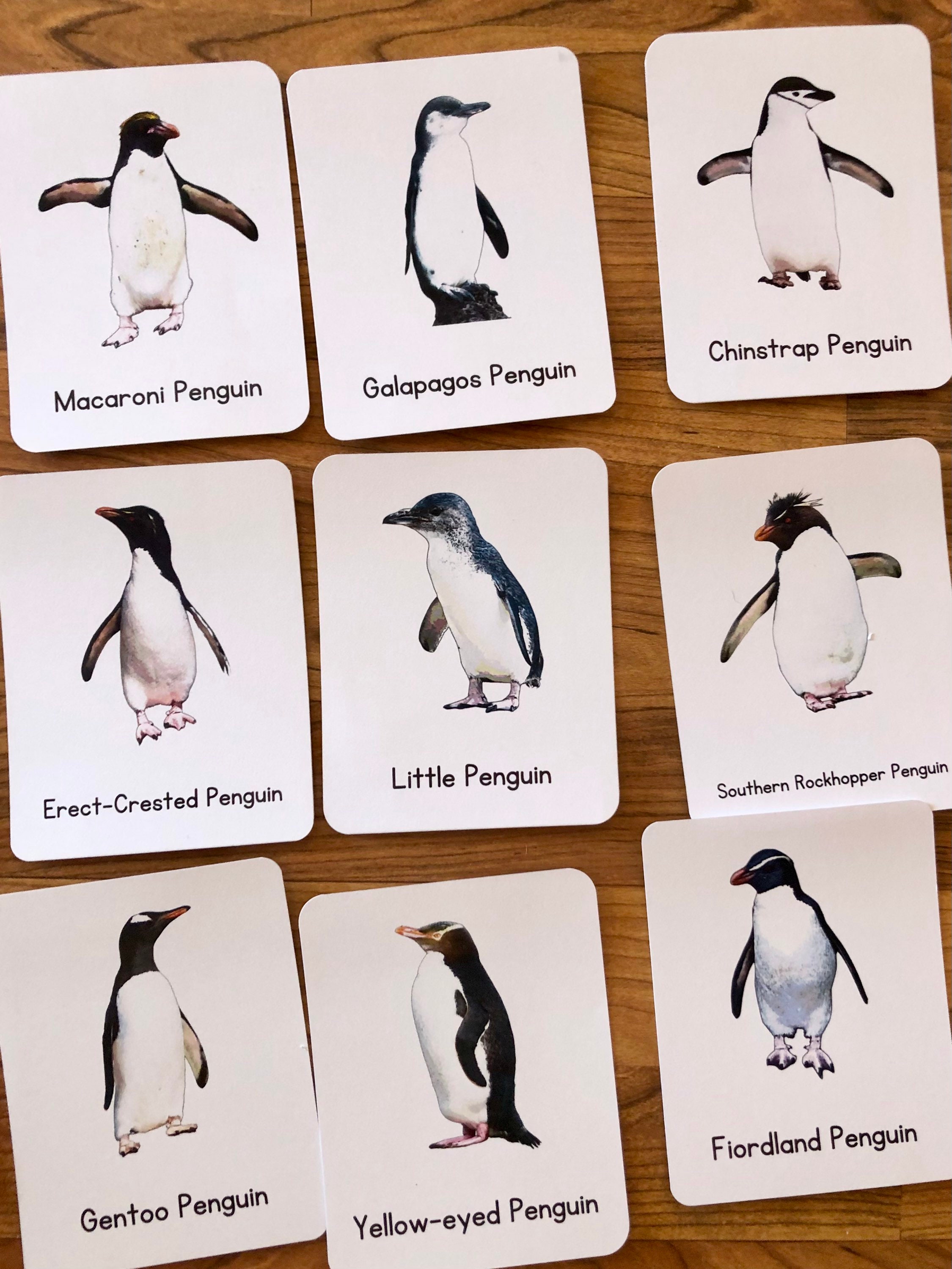 Penguin 3 Part Cards Digital Download- Homeschool Resource- Educational ...