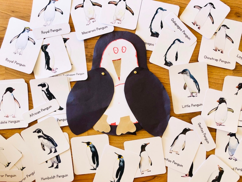 Penguin 3 Part Cards Digital Download- Homeschool Resource- Educational ...
