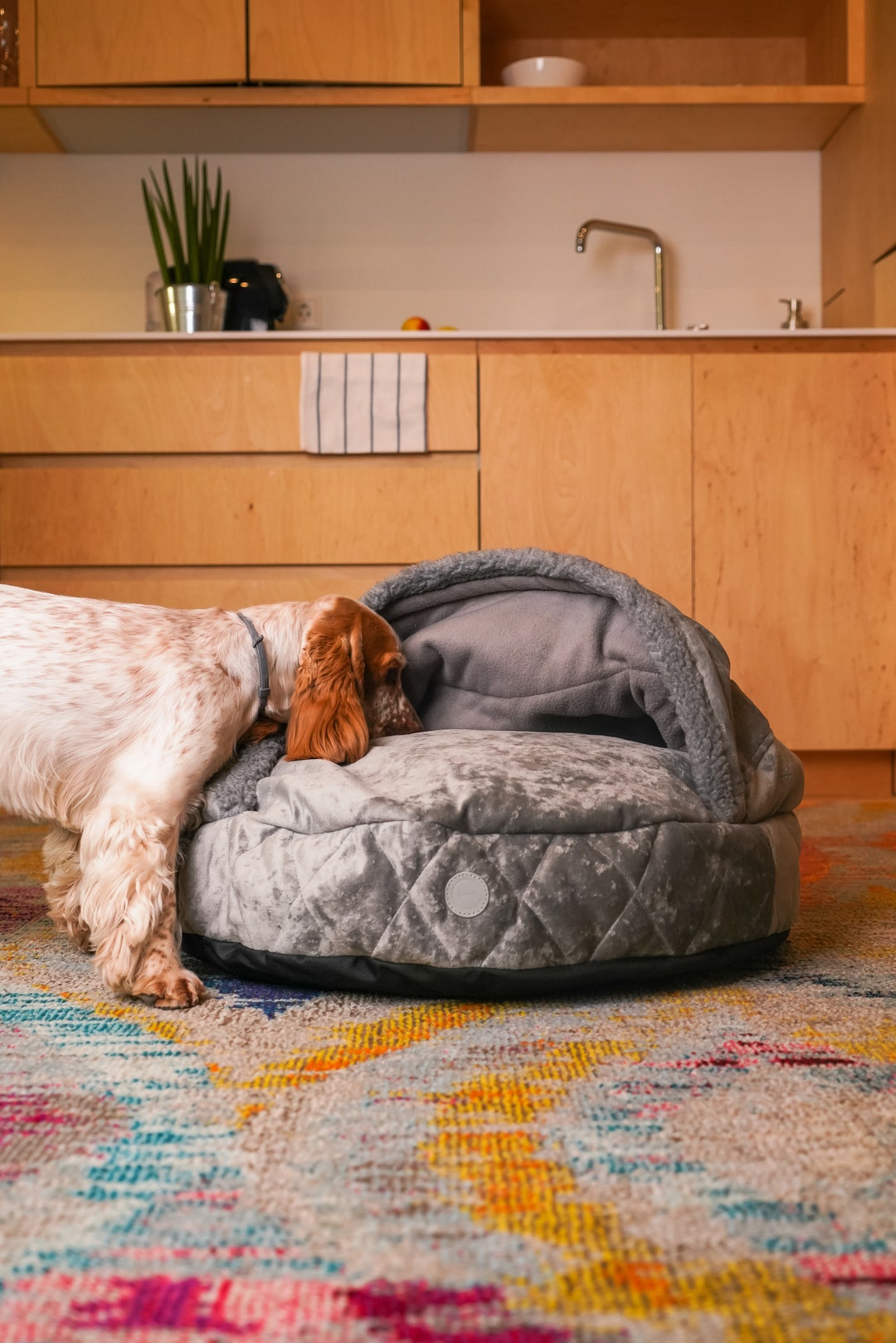 Cuccia per cani in velluto grigio: rifugio con cappuccio per animali ...