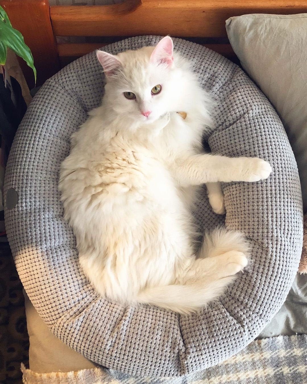 Donut Nest para Gato Cama segura y cómoda para mascotas - Etsy España