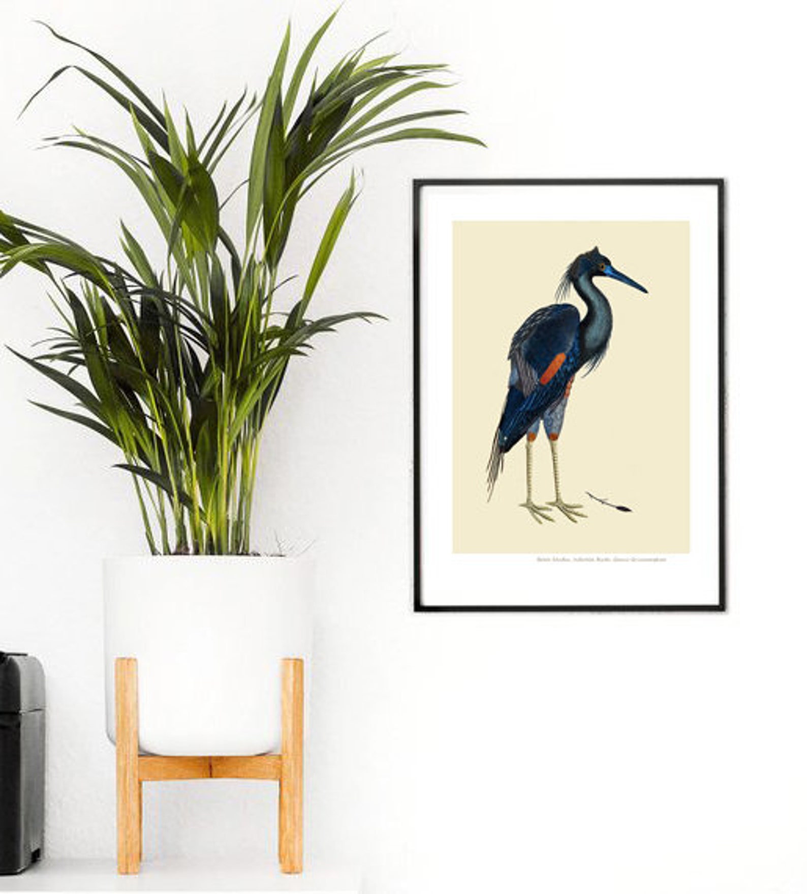 Bird Poster / Collage / Exotic Birds Art Print / Natural History ...