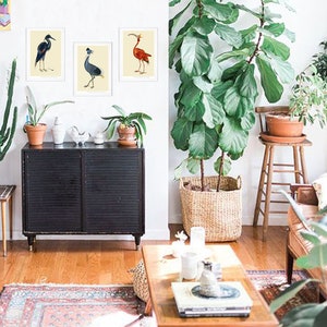 Red Bird Poster / Collage / Exotic Birds Art Print / Natural History ...