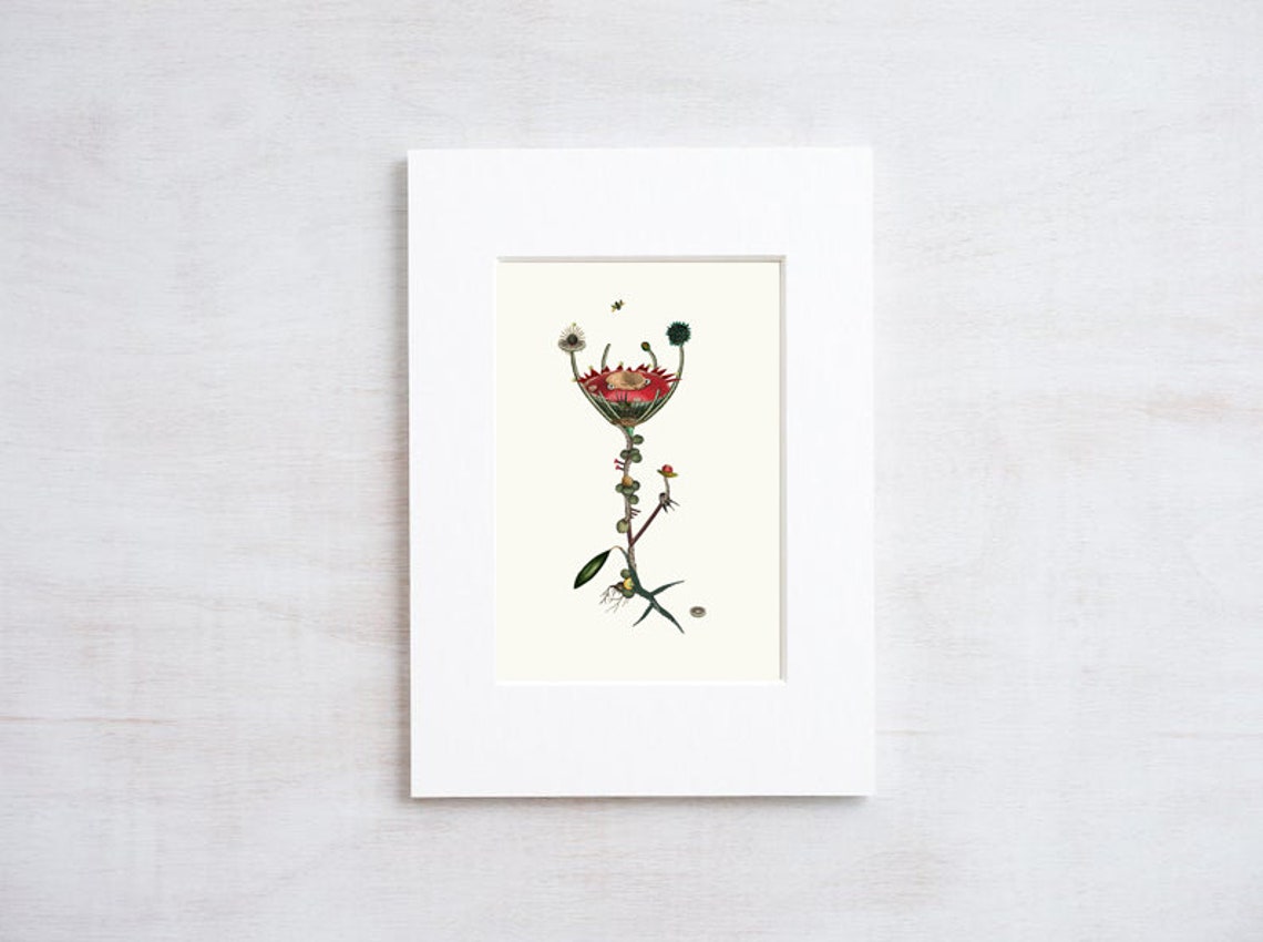 Plant Poster. Illustration Collage. Botanical Print - Herbarium ...
