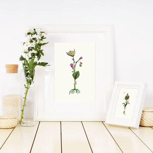 Botanical Art Print - Herbarium Illustration Collage, Limited Edition ...